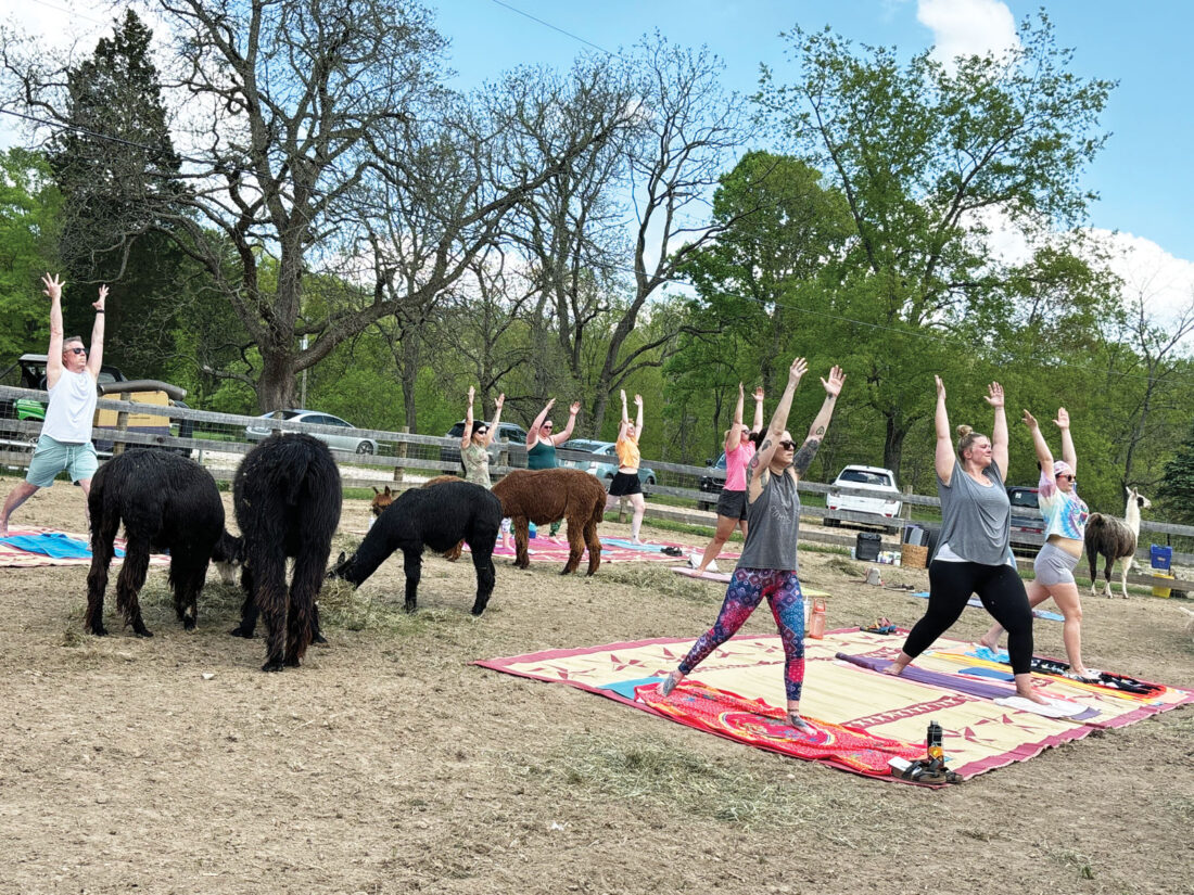 Yoga class gets up close with alpacas | News, Sports, Jobs - Marietta Times